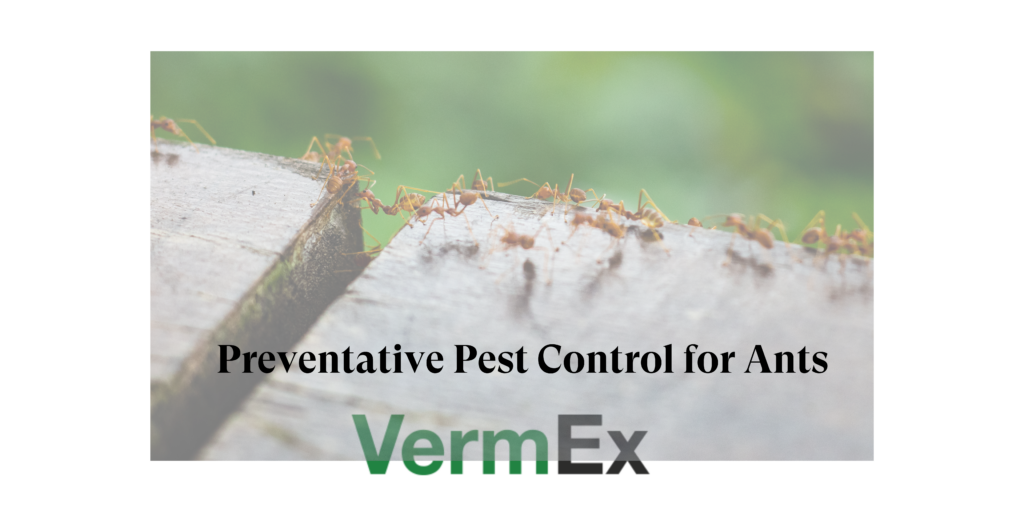 Preventative Pest Control: Ants | VermEx