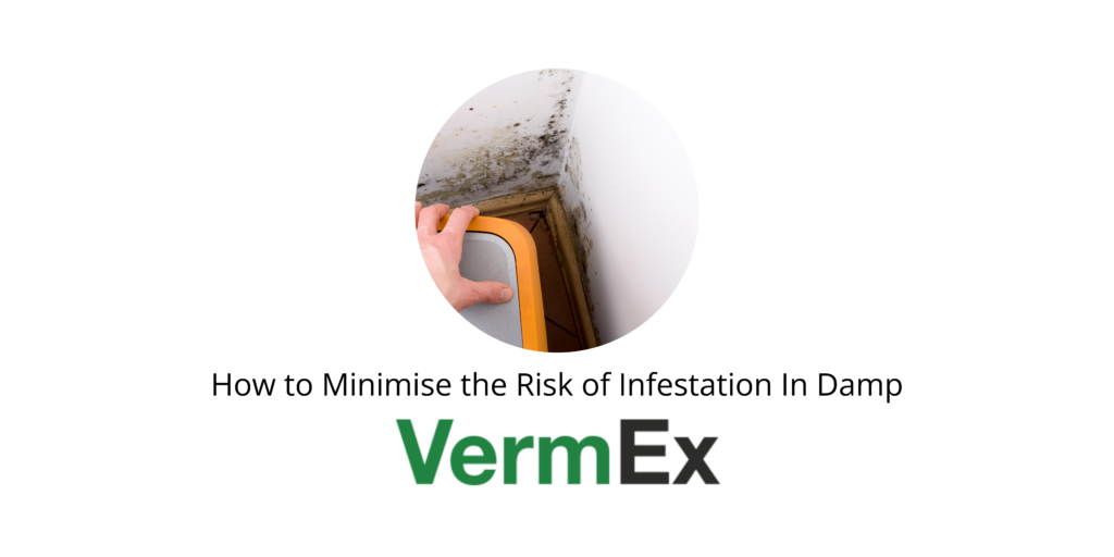 How to Minimise Pest Infestation in Damp | VermEx