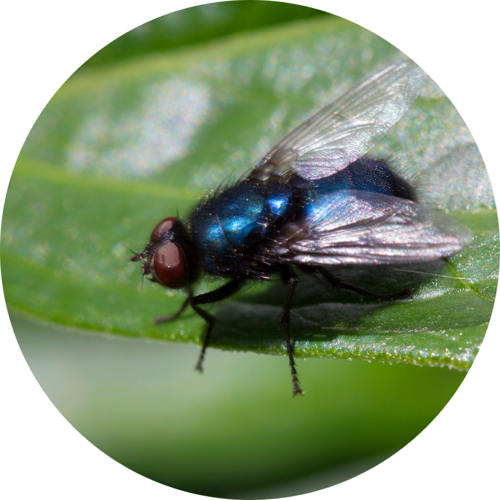 Flies and Fly Infestation: Your Questions Answered | VermEx