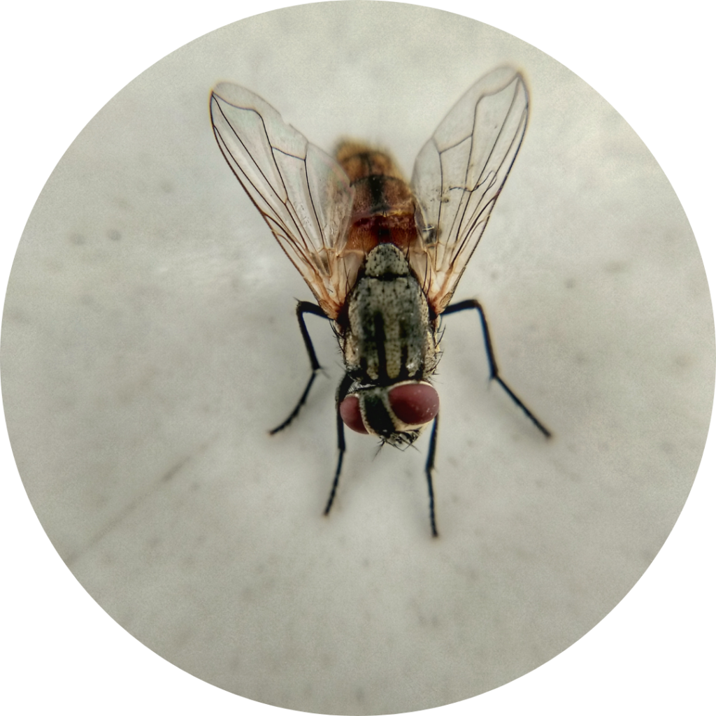 Flies and Fly Infestation: Your Questions Answered | VermEx