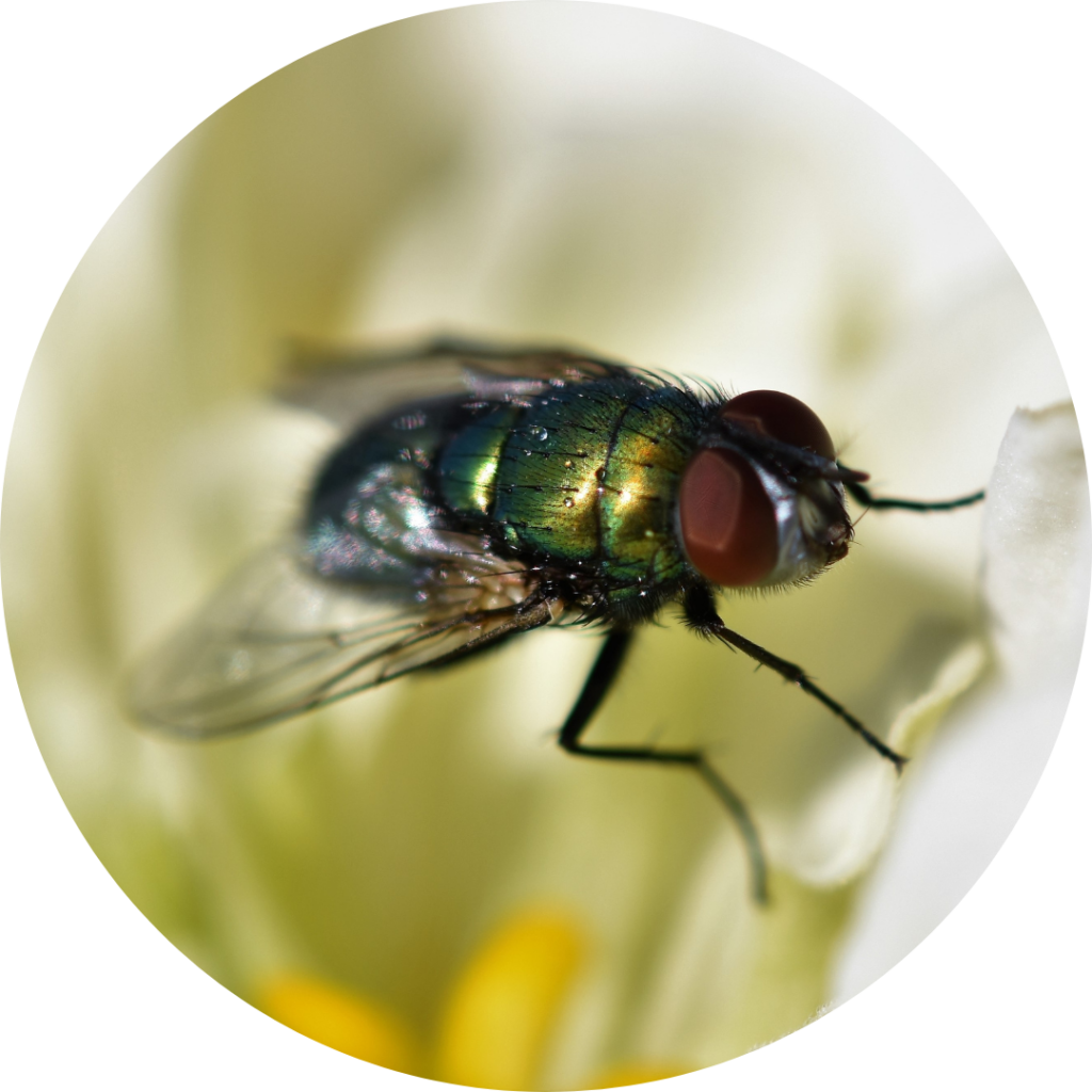 Flies and Fly Infestation: Your Questions Answered | VermEx
